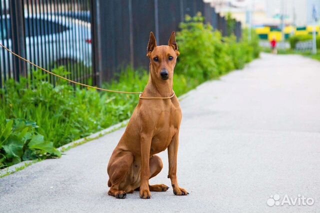 Щенки немецкого пинчера