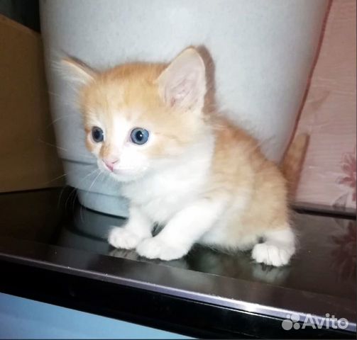 Милашка Алиса 1,5 мес