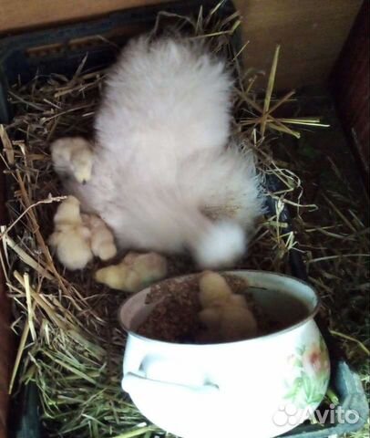 Цыплята сут. Китайская Шёлковая Белая