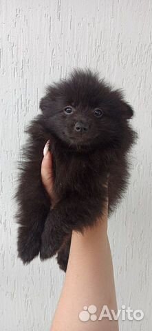 Продам щенков шпица