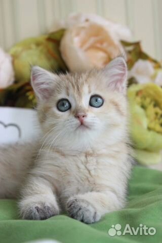 Золотая британская девочка