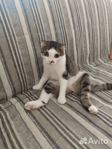 Кошка