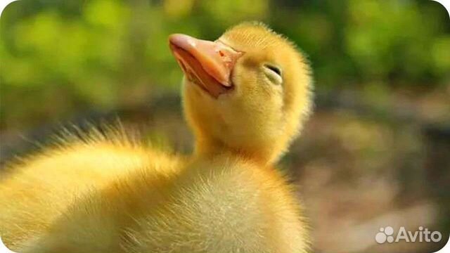 Утята старт -53