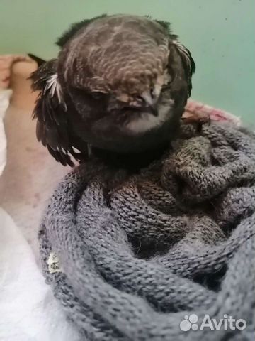 Отдам в добрые руки