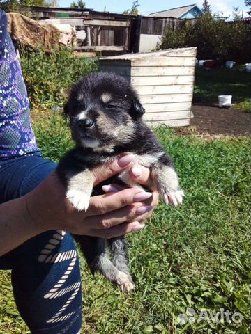 Щенки, отдам в хорошие руки