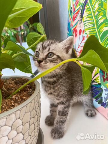 Британский котенок