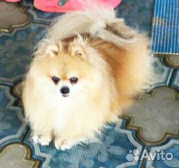 Девочка шпиц ищет ответственных владельцев