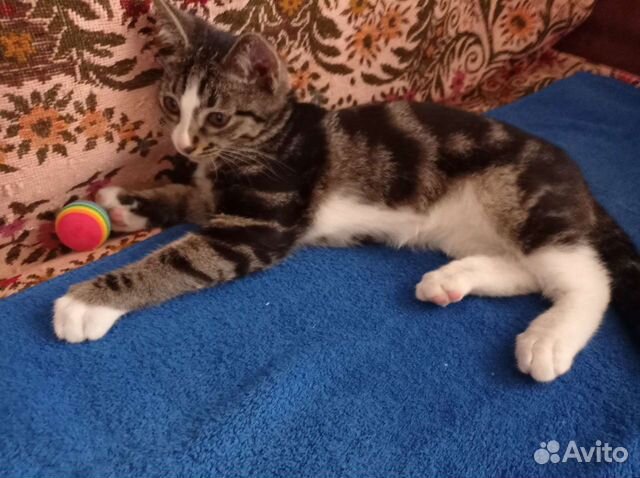 Ласковый маленький котёнок