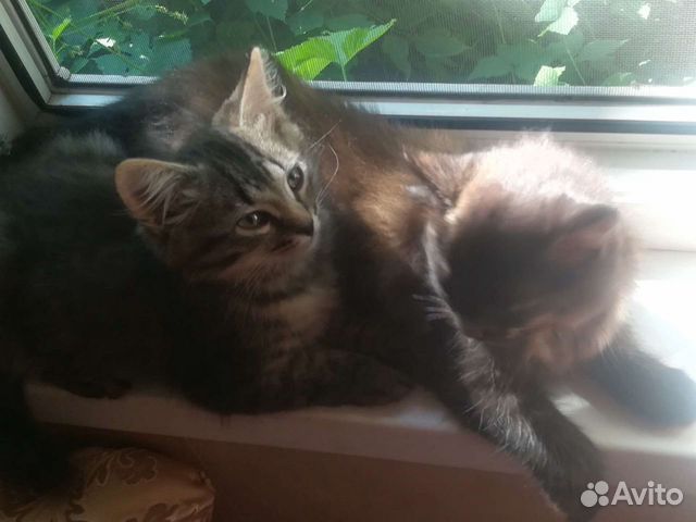 Котятки малыши в добрые руки