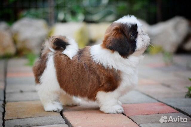 Девочка и мальчик щи-тцу