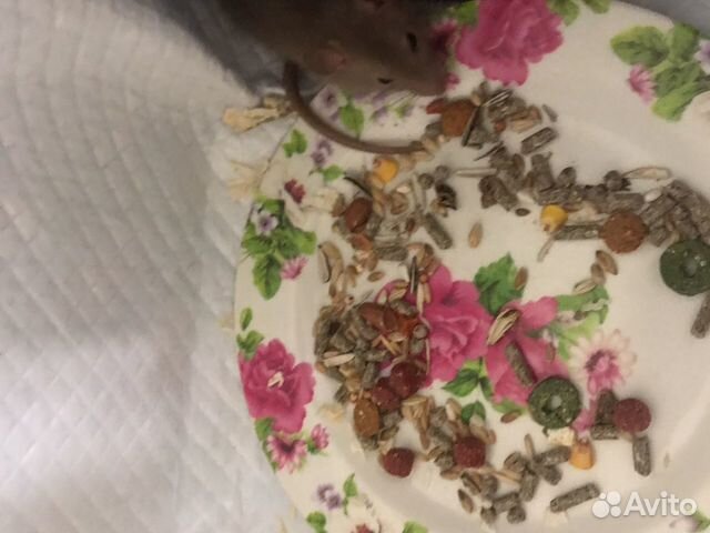 Крыски дамбо