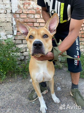 Помесь стаффа ищет дом