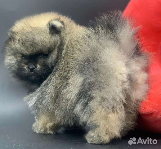 Маленькие соболиные очаровашки