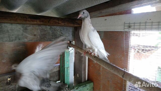 Продажа голубей