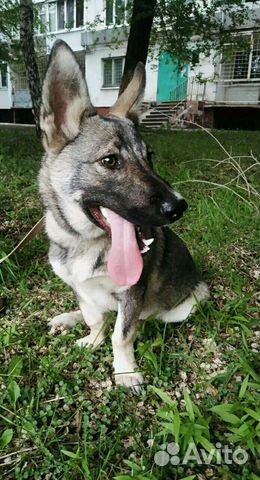 Коротыш ищет дом