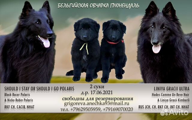 Бельгийская овчарка Грюнендаль