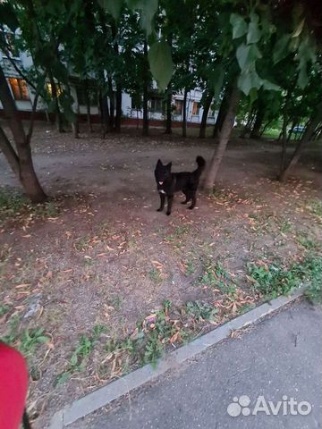 Собаки бесплатно в добрые руки