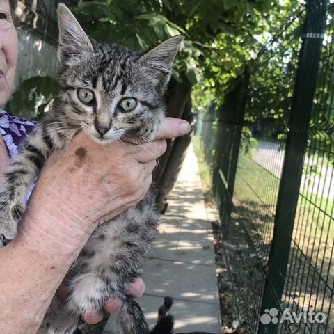 Котёнок девочка тигруля Мурка