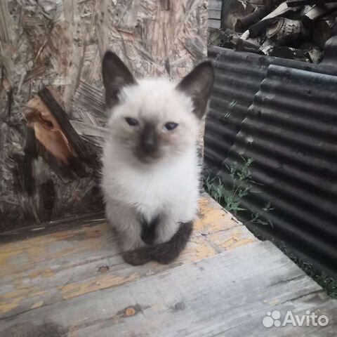 Кошка