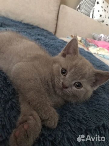 Британская кошка, Милка