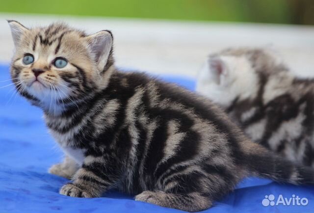 Британский котик черный мрамор 2 мес
