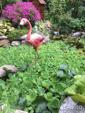 Пистия. Растение для водоемов. Декоративных прудов