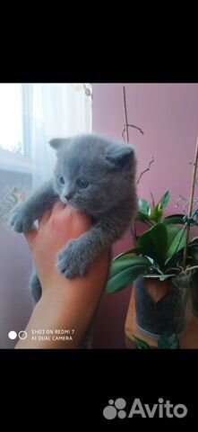Шатланские котята