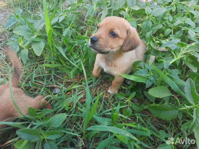 Собака маленькая порода