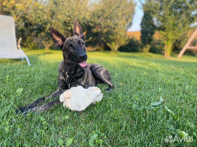 Метис голландской овчарки в добрые руки