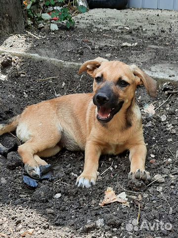 Ириска в добрые руки