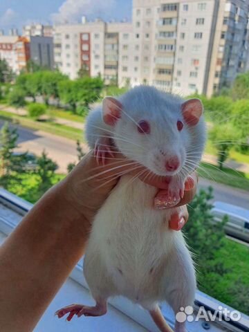 Пара крысок