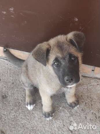 Щенок Американской Акиты