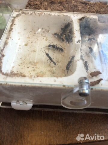 Муравьи harpegnathos venator