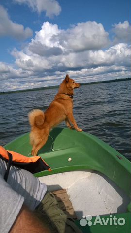 Вязка карело-финская лайка