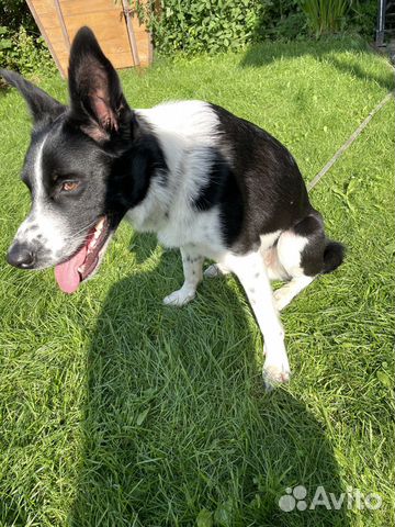 Отдам в добрые руки Бордер колли