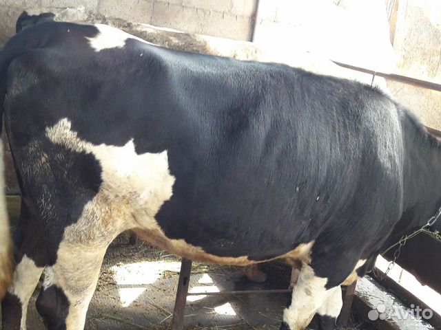 Крс на мясо