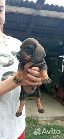 Щенки таксы