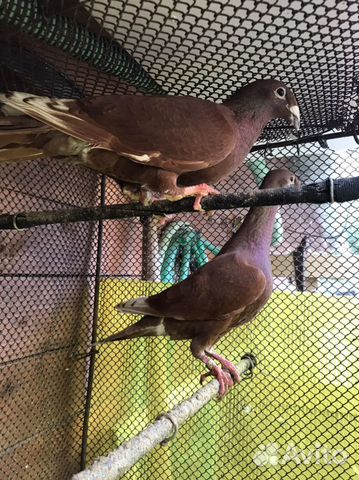 Голуби Русские почтовые