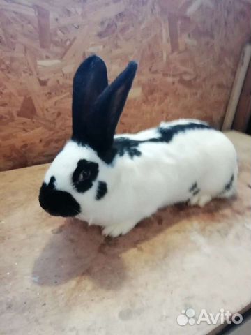 Кролики породы Строкач