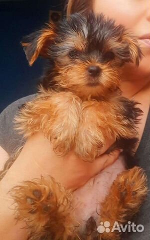 Девочка йорк маленький стандарт