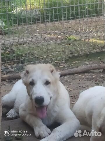 Щенок алабая.Только туркменские крови