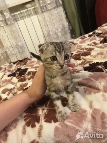 Котенок вислоухий серый пятнистый табби