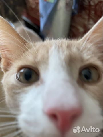 Рыжий котенок