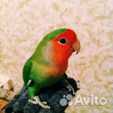 Улетел попугай неразлучник