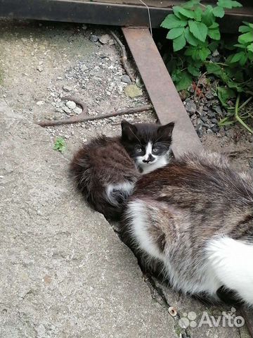 Котенок в добрые руки