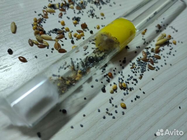 Муравьи - Messor structor