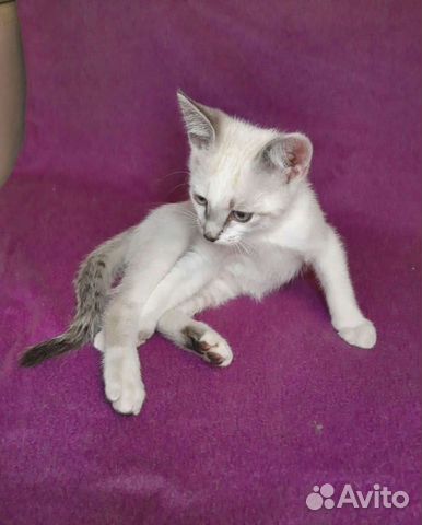Котенок мальчик помесь породистый