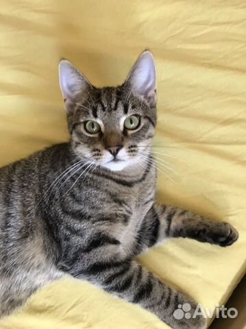 Самый ласковый котенок