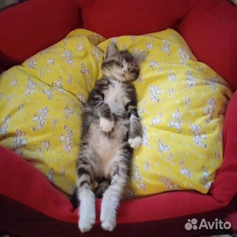 Беззаботный Котенок) 2 месяца
