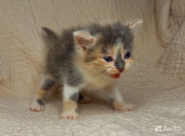 Маленькая Ириска ищет дом и семью